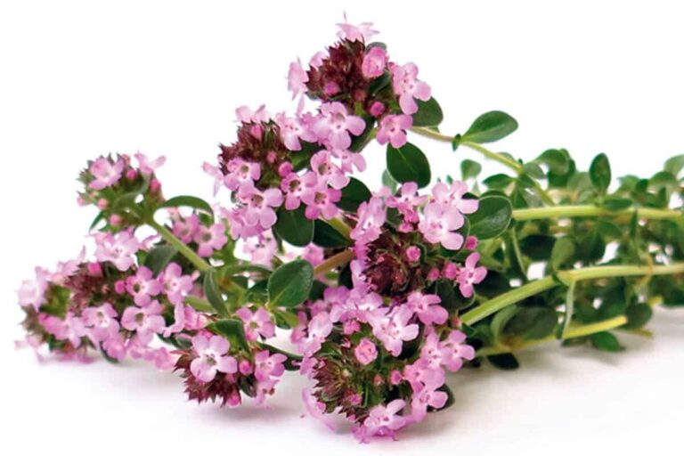 Venovin – Prirodna podrška za cirkulaciju i krvni sistem | Zvanični sajt